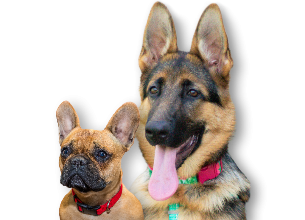 Home - Hop Hounds