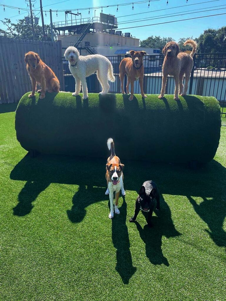 Doggie Daycare - Hop Hounds